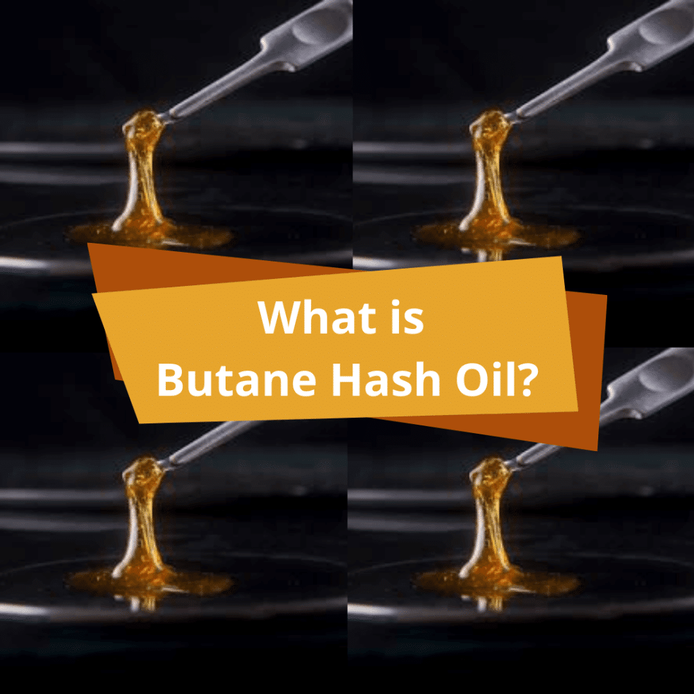 What is Butane Hash Oil (BHO)? - SacredMeds