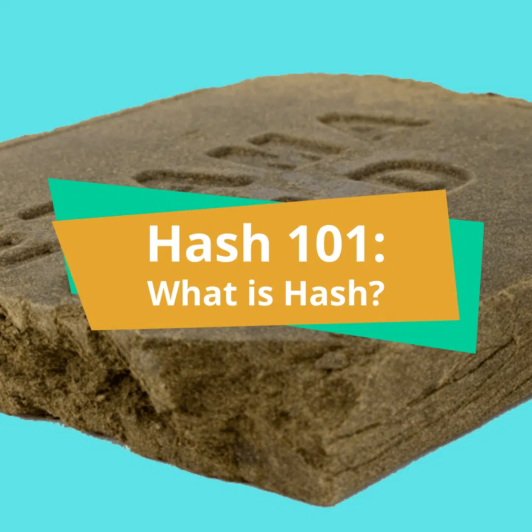 Hash 101: What Is Hash? - Identifying Hash Varieties - SacredMeds