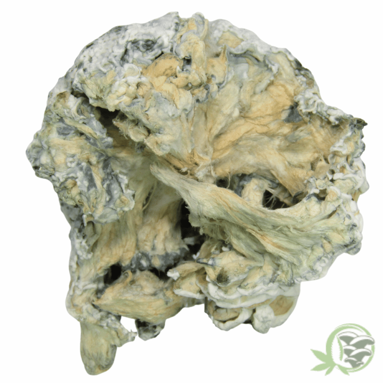 Buy Enigma Cubensis (Smalls) Magic Mushrooms in Canada