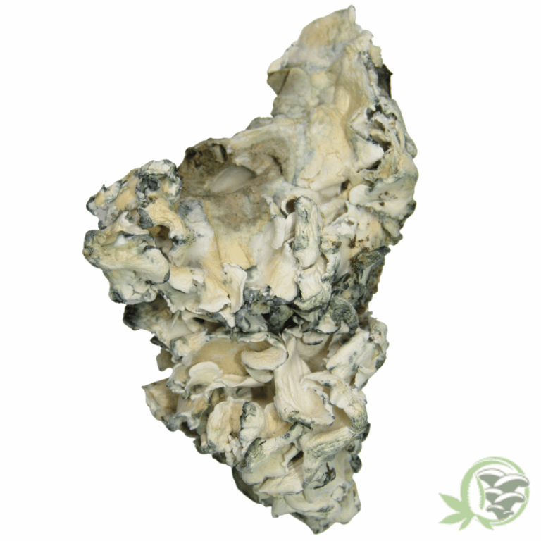 Buy Enigma Cubensis Magic Mushrooms in Canada