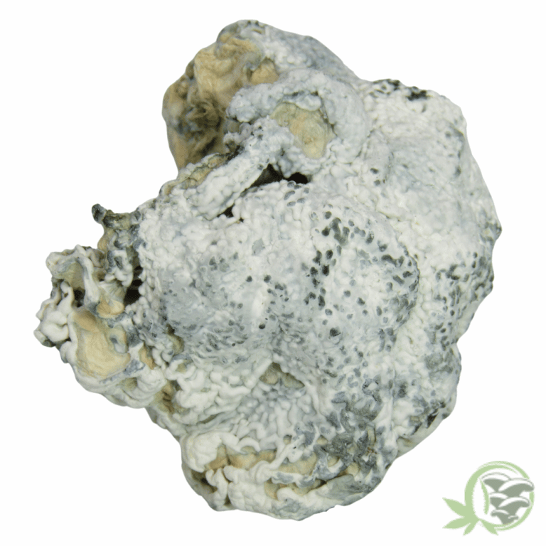 Buy Enigma Cubensis Magic Mushrooms in Canada