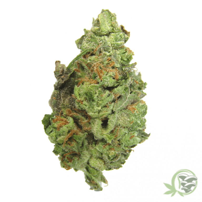 Buy Cement Shoes (Mids) - Craft Cannabis Strain - SacredMeds