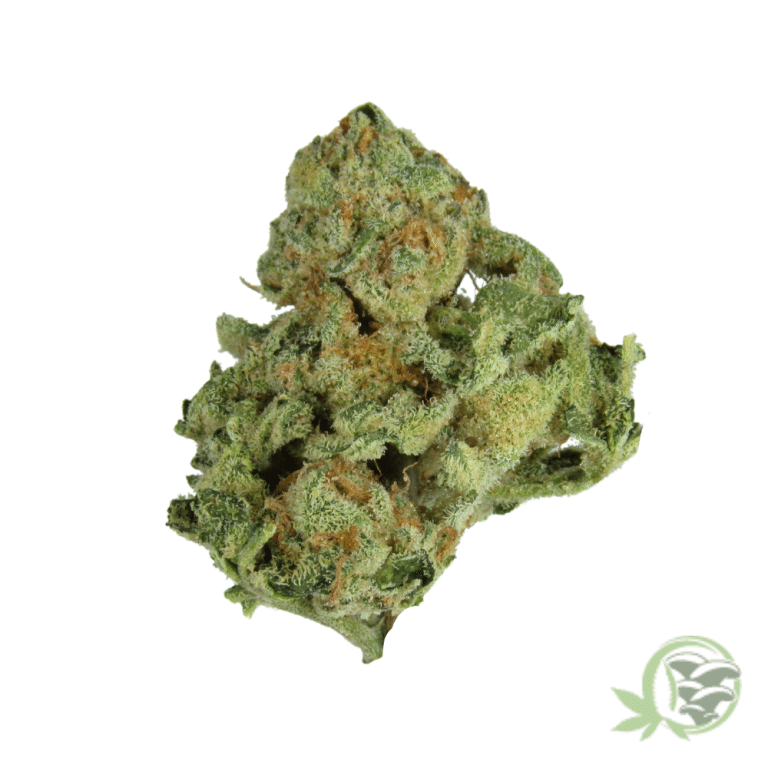 Cinderella 99 (Mids) Sativa Dominant Hybrid Strain - SacredMeds