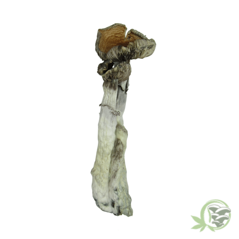 Buy Puerto Rican Cubensis Magic Mushrooms Online in Canada