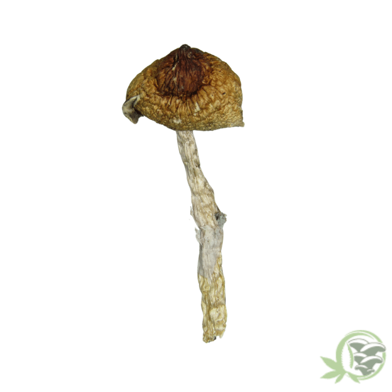 Buy Golden Emperor Cubensis Magic Mushrooms in Canada