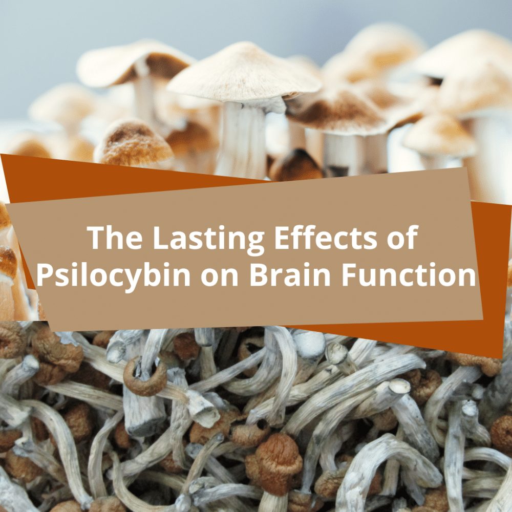 The Lasting Effects of Psilocybin on Brain Function - SacredMeds
