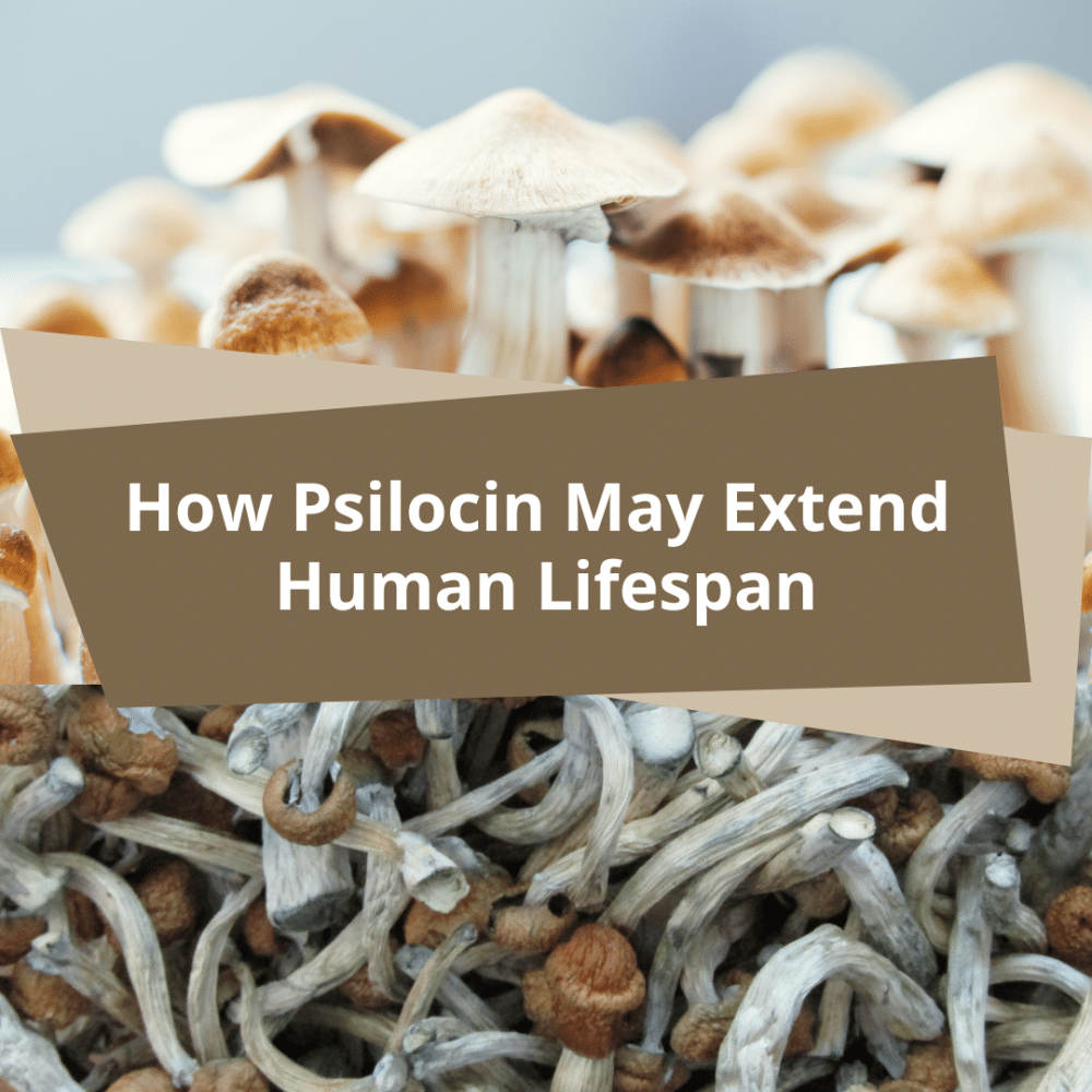 How Psilocin May Extend Human Cell Lifespan - SacredMeds